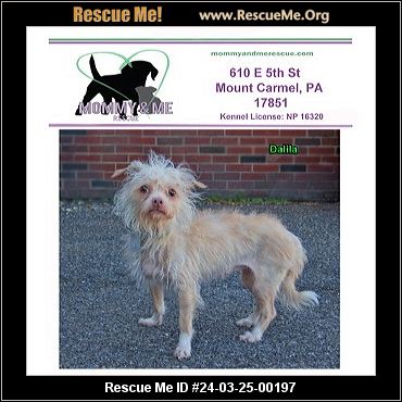 - Pennsylvania Dog Rescue - ADOPTIONS - Rescue Me!