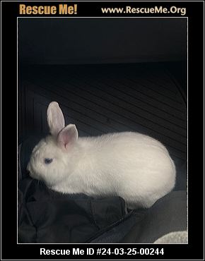 - California Rabbit Rescue - ADOPTIONS - Rescue Me!
