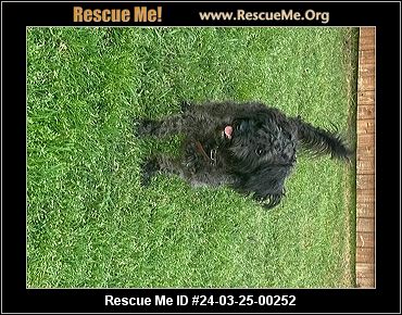 - Texas Bichon Frise Rescue - ADOPTIONS - Rescue Me!