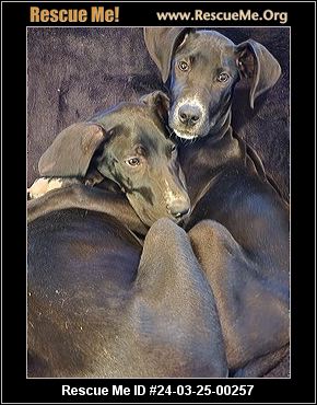 - Oklahoma Dog Rescue - ADOPTIONS - Rescue Me!