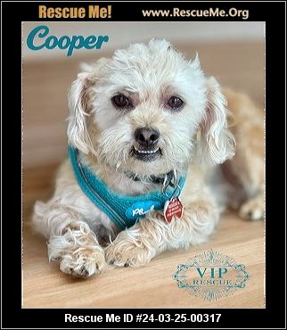 - Florida Yorkie Rescue - ADOPTIONS - Rescue Me!