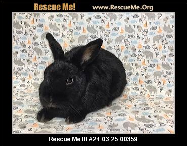 - California Rabbit Rescue - ADOPTIONS - Rescue Me!