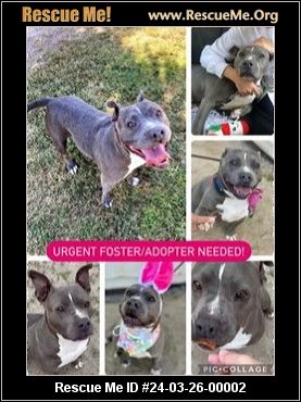 - California Pit Bull Rescue - ADOPTIONS - Rescue Me!