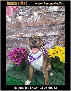 - Pennsylvania Dog Rescue - ADOPTIONS - Rescue Me!