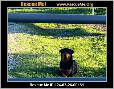 - Texas Rottweiler Rescue - ADOPTIONS - Rescue Me!