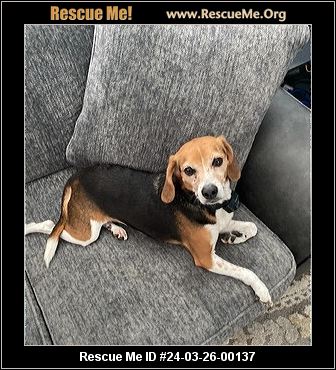 - South Carolina Dog Rescue - ADOPTIONS - Rescue Me!