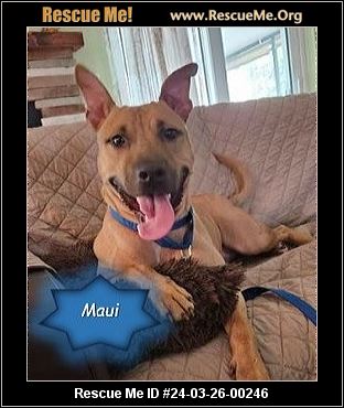 - Florida Black Mouth Cur Rescue - ADOPTIONS - Rescue Me!