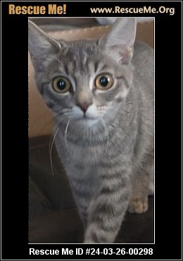 - Missouri Cat Rescue - ADOPTIONS - Rescue Me!