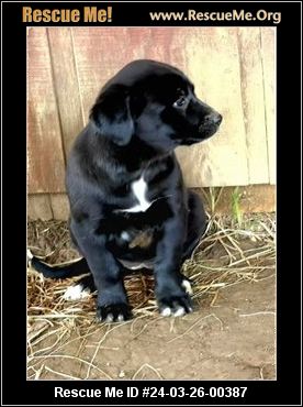 - Colorado Dog Rescue - ADOPTIONS - Rescue Me!