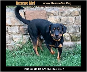 - Texas Rottweiler Rescue - ADOPTIONS - Rescue Me!