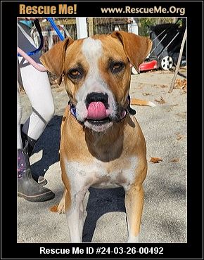 - South Carolina Dog Rescue - ADOPTIONS - Rescue Me!