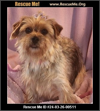 - Colorado Dog Rescue - ADOPTIONS - Rescue Me!