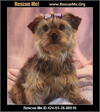 - Colorado Dog Rescue - ADOPTIONS - Rescue Me!