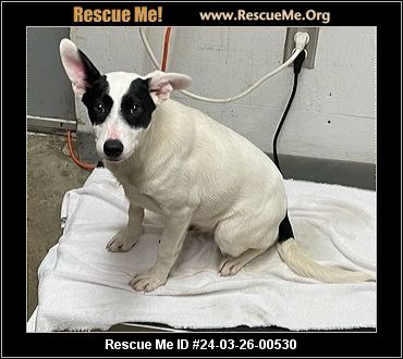 - Texas Border Collie Rescue - ADOPTIONS - Rescue Me!