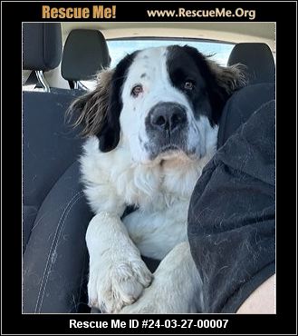 - Texas Saint Bernard Rescue - ADOPTIONS - Rescue Me!
