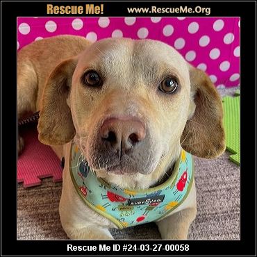 - California Corgi Rescue - ADOPTIONS - Rescue Me!