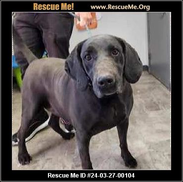 - Illinois Weimaraner Rescue - ADOPTIONS - Rescue Me!