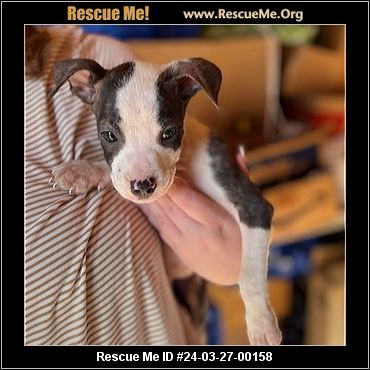 - North Carolina Dog Rescue - ADOPTIONS - Rescue Me!