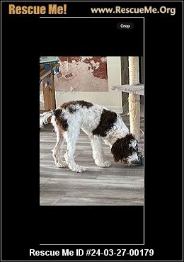 - Florida Portuguese Water Dog Rescue - ADOPTIONS - Rescue Me!