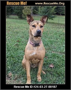 - North Carolina Dog Rescue - ADOPTIONS - Rescue Me!