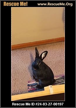 - Ohio Rabbit Rescue - ADOPTIONS - Rescue Me!
