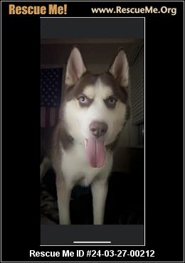 - Virginia Siberian Husky Rescue - ADOPTIONS - Rescue Me!