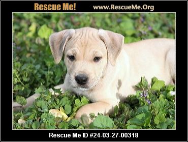 - North Carolina Dog Rescue - ADOPTIONS - Rescue Me!