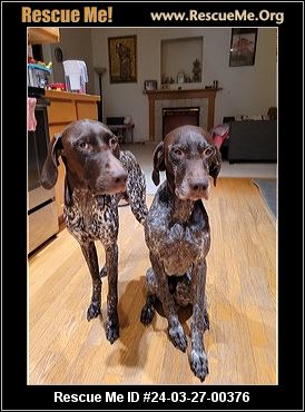- Washington German Shorthaired Pointer Rescue - ADOPTIONS - Rescue Me!