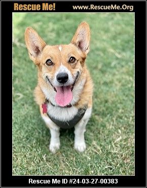 - Texas Corgi Rescue - ADOPTIONS - Rescue Me!