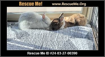 - California Rabbit Rescue - ADOPTIONS - Rescue Me!