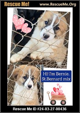 - Texas Saint Bernard Rescue - ADOPTIONS - Rescue Me!