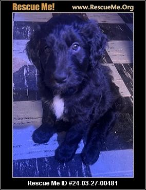 - Colorado Dog Rescue - ADOPTIONS - Rescue Me!