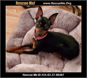 - Virginia Miniature Pinscher Rescue - ADOPTIONS - Rescue Me!