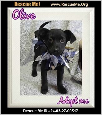 - Oklahoma Yorkie Rescue - ADOPTIONS - Rescue Me!