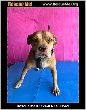- California Pit Bull Rescue - ADOPTIONS - Rescue Me!