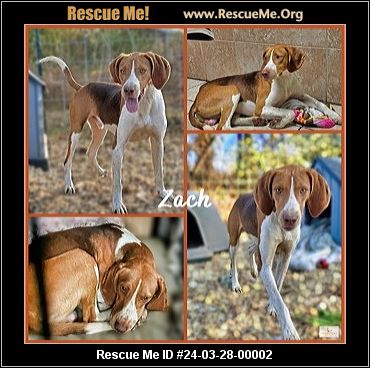 - North Carolina Dog Rescue - ADOPTIONS - Rescue Me!