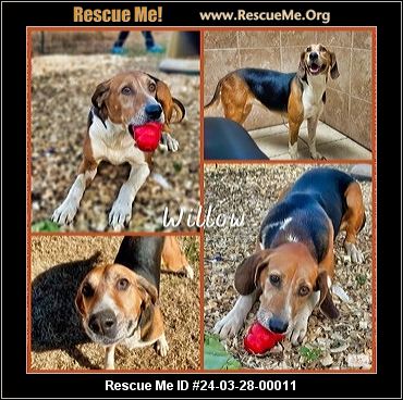 - North Carolina Dog Rescue - ADOPTIONS - Rescue Me!