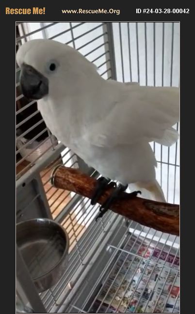 ADOPT 24032800042 ~ Pet Bird Rescue ~ Dallas, TX
