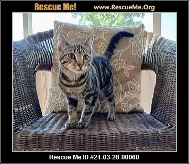 - Florida Cat Rescue - ADOPTIONS - Rescue Me!