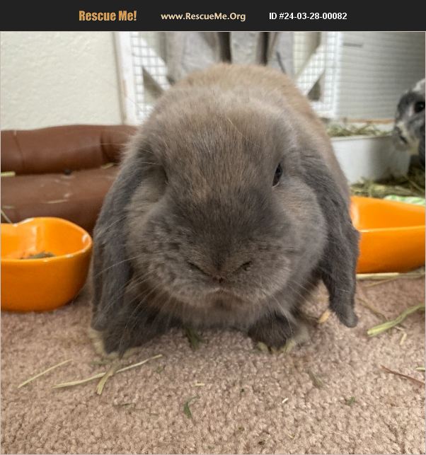 ADOPT 24032800082 ~ Rabbit Rescue ~ Blacksburg, VA