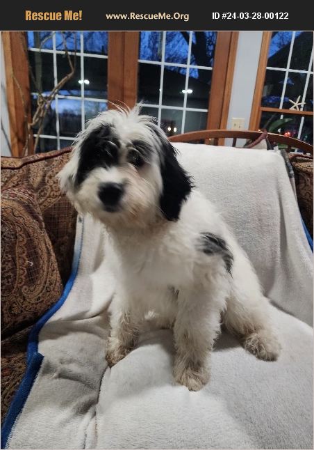 ADOPT 24032800122 ~ Portuguese Water Dog Rescue ~ Fowler, OH