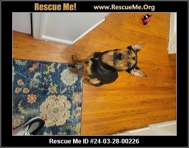 - New York Dog Rescue - ADOPTIONS - Rescue Me!