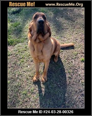 - North Carolina Dog Rescue - ADOPTIONS - Rescue Me!