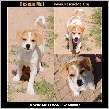 - Arizona Dog Rescue - ADOPTIONS - Rescue Me!