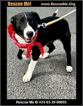 - Colorado Dog Rescue - ADOPTIONS - Rescue Me!