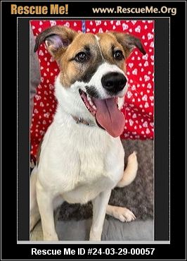 - Colorado Dog Rescue - ADOPTIONS - Rescue Me!