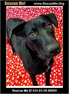 - Colorado Dog Rescue - ADOPTIONS - Rescue Me!