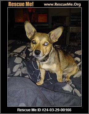 - Virginia Pomeranian Rescue - ADOPTIONS - Rescue Me!