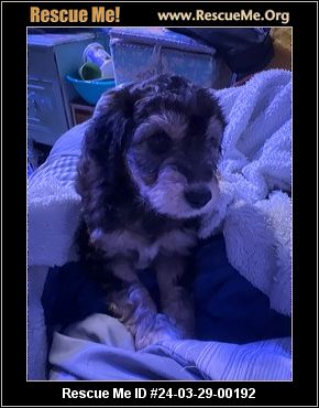 - Colorado Dog Rescue - ADOPTIONS - Rescue Me!