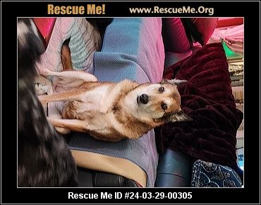 - Colorado Dog Rescue - ADOPTIONS - Rescue Me!